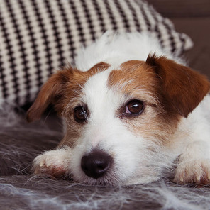 Dandruff and dull coat in dogs | Doppelherz